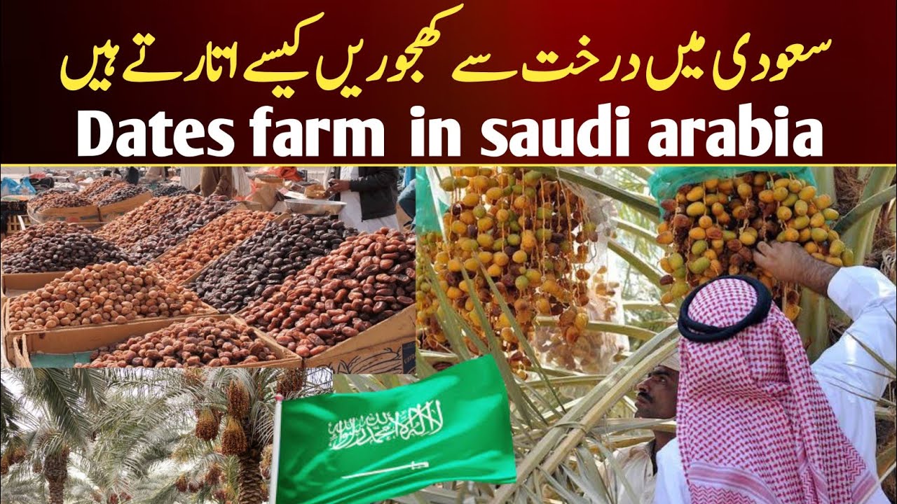 Dates farms of Saudia Arabia | Dates palm | khajooron ka Bagh | Al ...