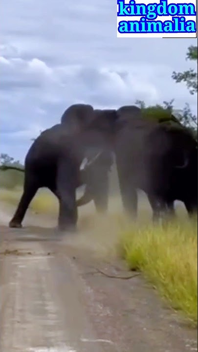 wild african two elephant attack each other animal planet wildlife ...