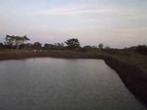 fish farming in tanzania - YouTube