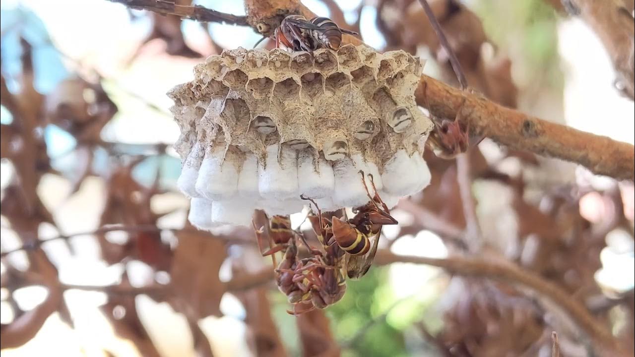 Tawon dan larva atau bayi tawon Video 4K Google Pixel 3a XL - YouTube