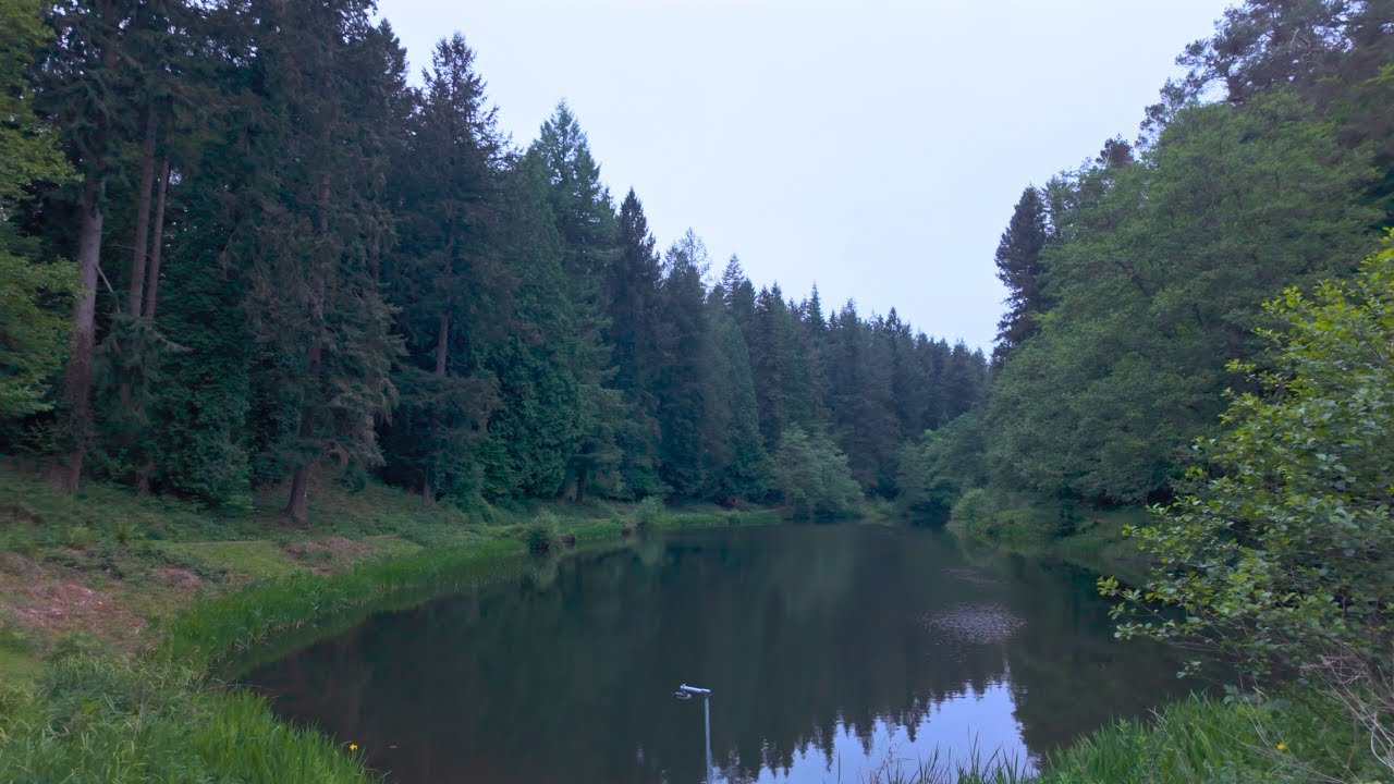 Deep Focus Forest Walk | Hidden Lakeside Trail with Relaxing Nature ...