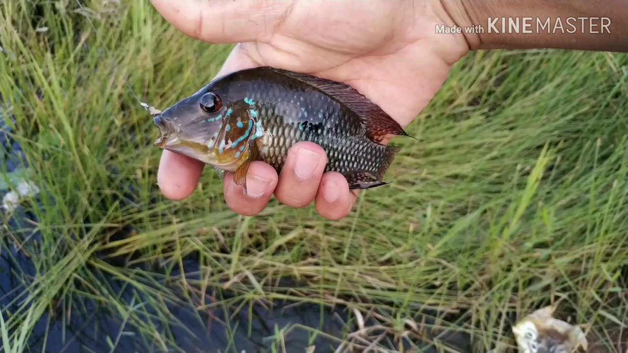 PESCANDO LAMBARI e CARÁ!!!! - YouTube