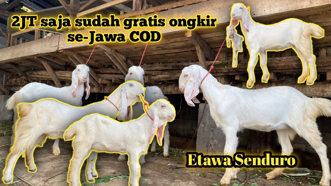 CUKUP 2JT SAJA ‼️SUDAH GRATIS ONGKIR SEJAWA COD kambing etawa senduro ...