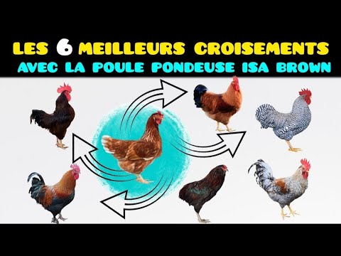 Découvrez les 6 MEILLEURS CROISEMENTS que vous pouvez faire avec la ...