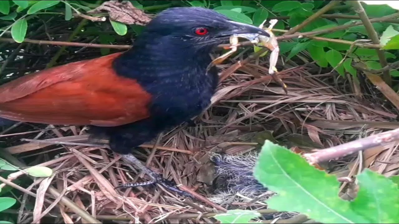 Greater coucal bird brings headless locusts to babies#birds - YouTube