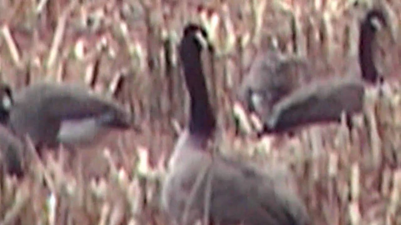 The Canada Geese In The Harvested Corn Field In Vermont - YouTube