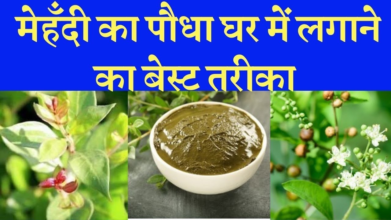Mehandi ke paudha ghar mein lagane ka best Tarika kya hai aaiae batao ...