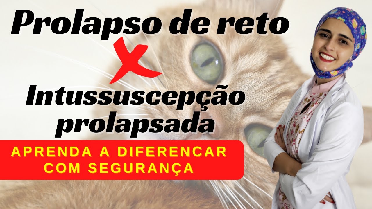 Vet, a melhor dica para DIAGNOSTICAR um prolapso de reto com CONFIANÇA ...