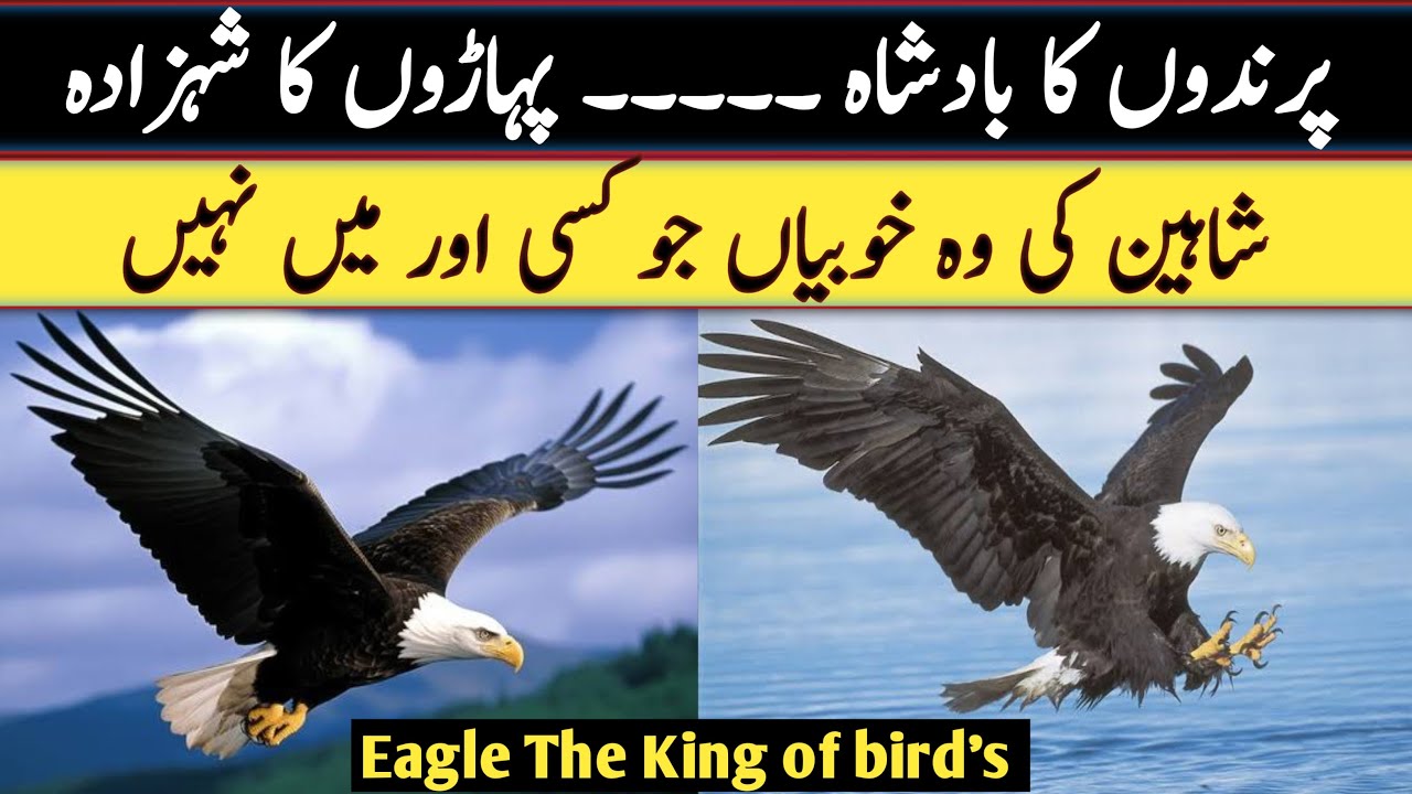 Eagle The King of Bird's || Prince of Mountain || Interesting Facts ...