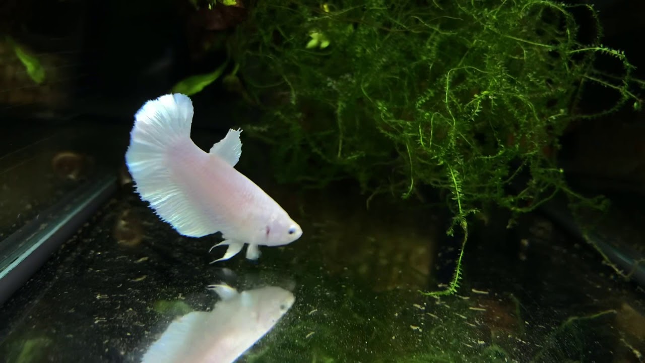 Rare! Top Form! Opaque White Show Plakat Betta Fish Female @ Züri-Betta ...