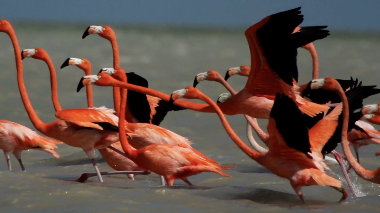 Flamingos Running Everywhere Without Collision | American flamingos ...