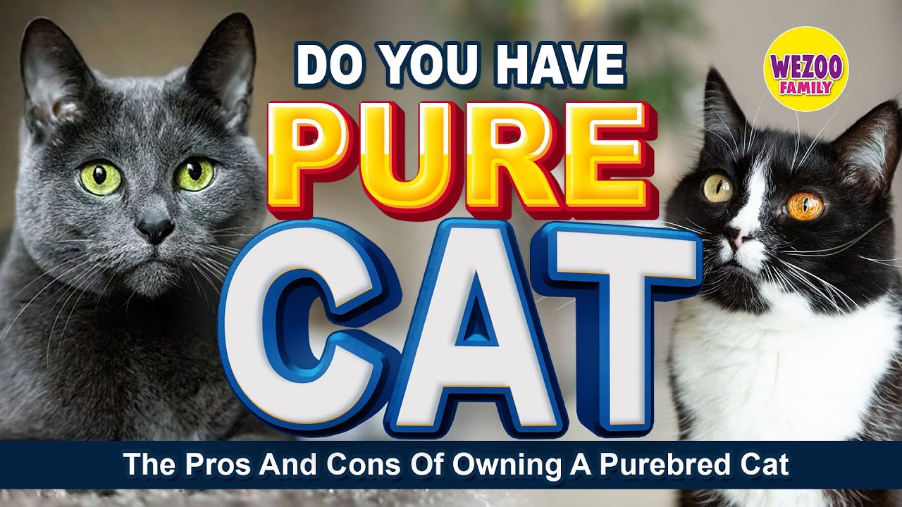 Which Purebred Cat is Right for You? Unveiling the Purebred cat Breeds ...