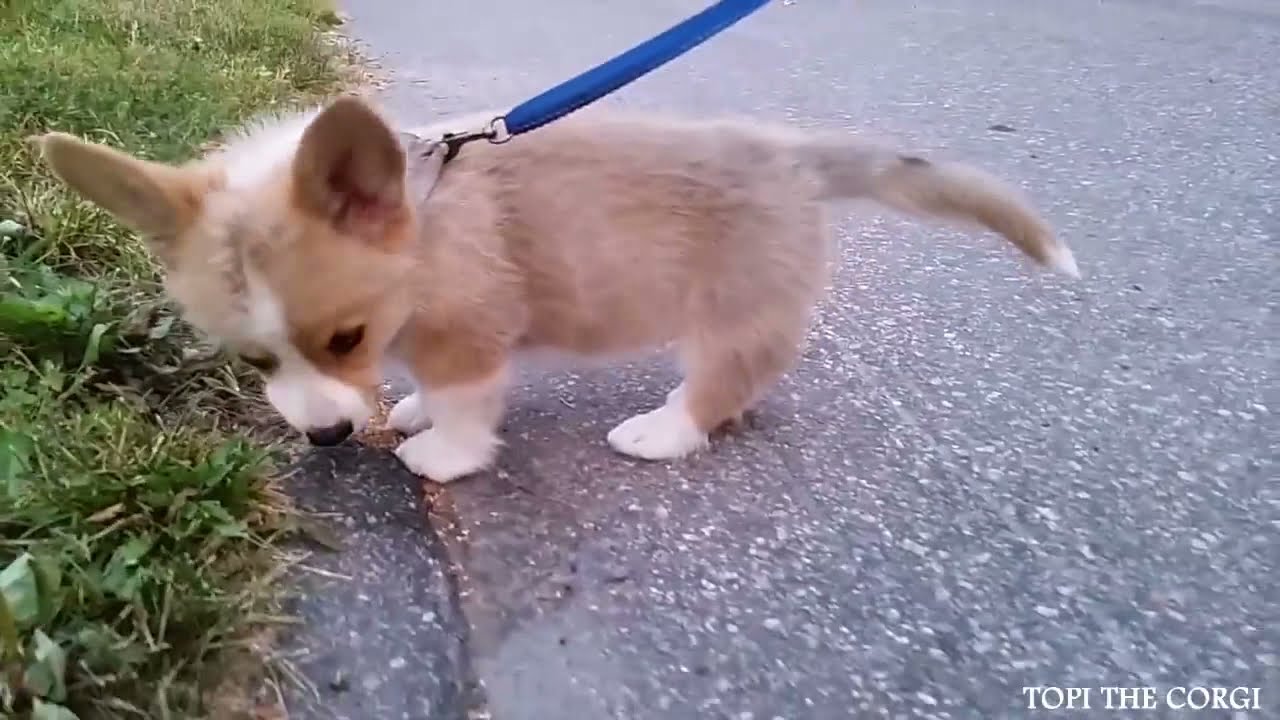 THROWBACK TO PUPPYHOOD Topi the Corgi - YouTube