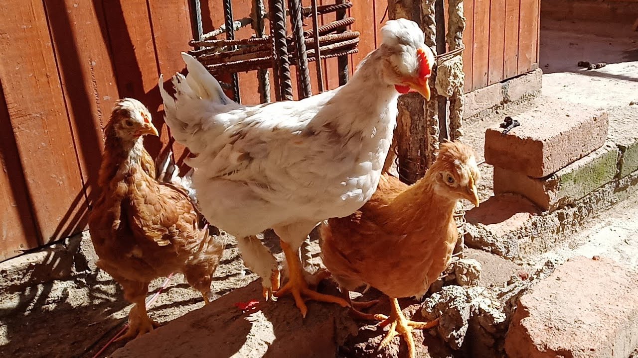 Los pollitos criollos con 2 meses de edad criados en casa - YouTube