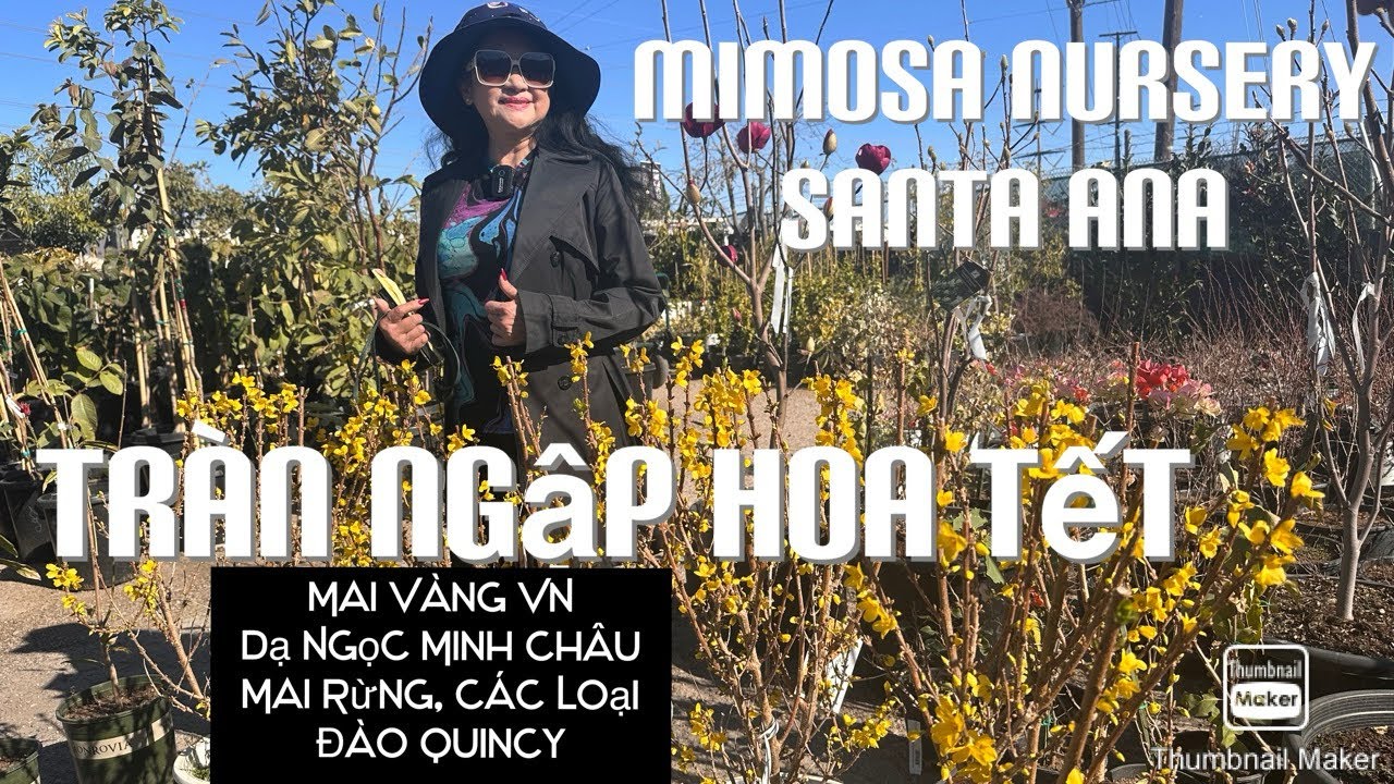 Hoa Tết Đã Có Mặt Đầy Đủ Tại Mimosa Nursery Santa Ana tt868 - YouTube