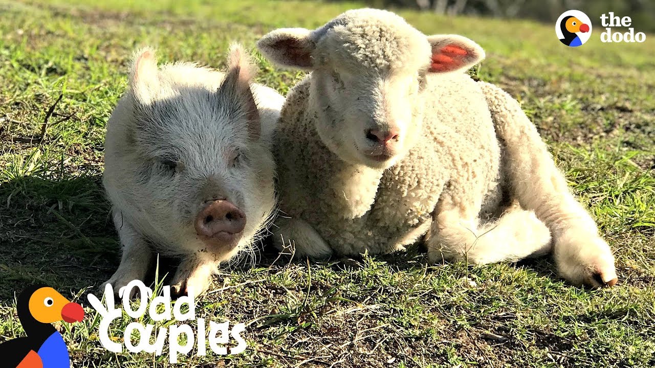 Blind Lamb Follows His Pig Best Friend Everywhere | The Dodo Odd ...