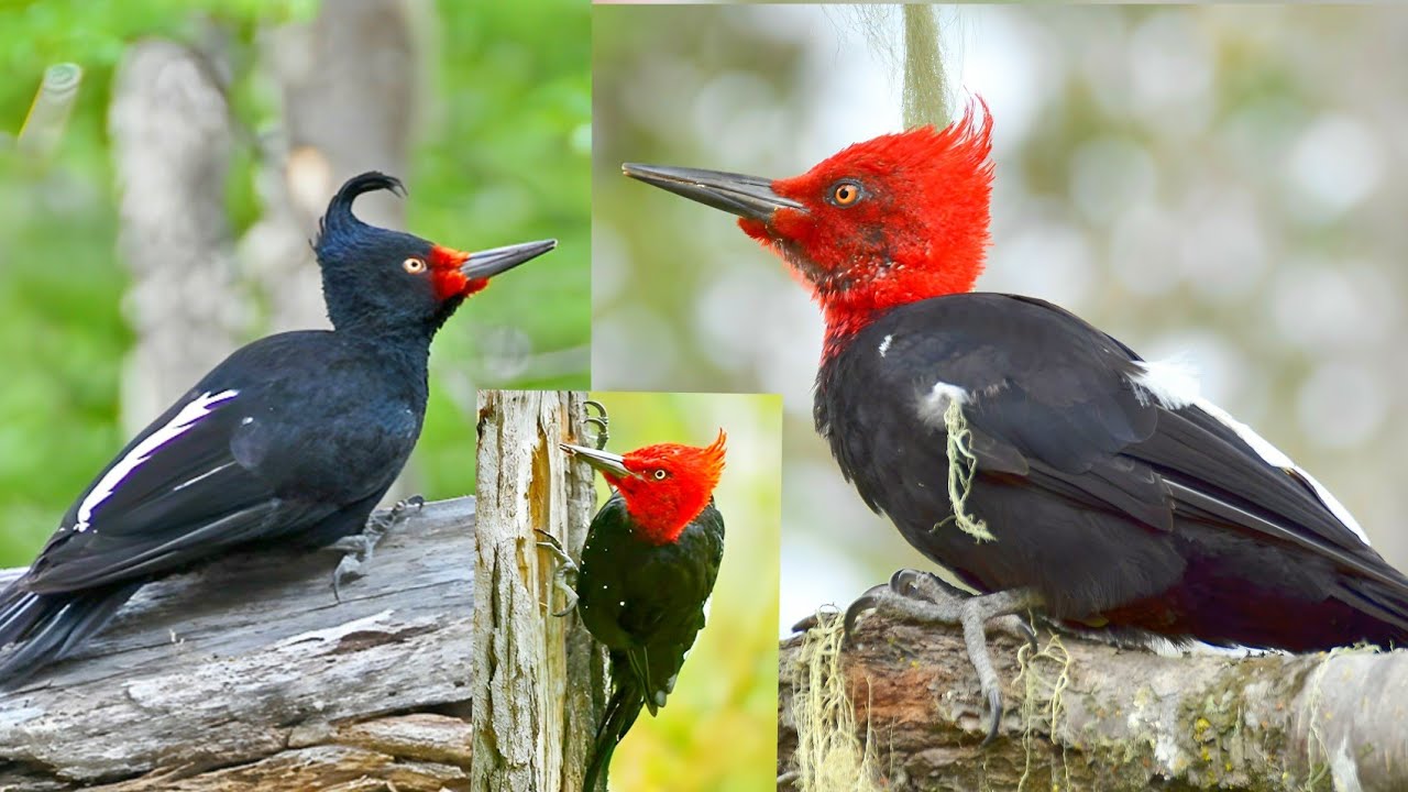 Magellanic woodpecker is a striking bird native to the southern regions ...