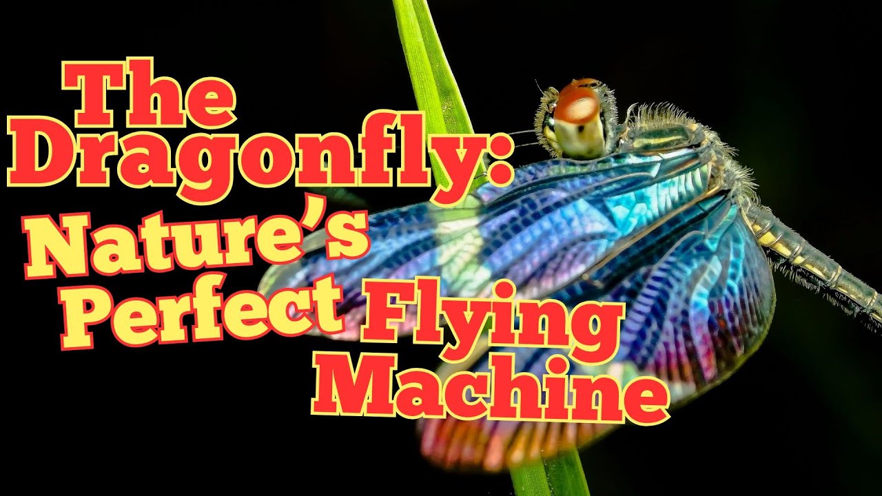 Dragonflies: The Fierce Hunters of the Insect World - YouTube