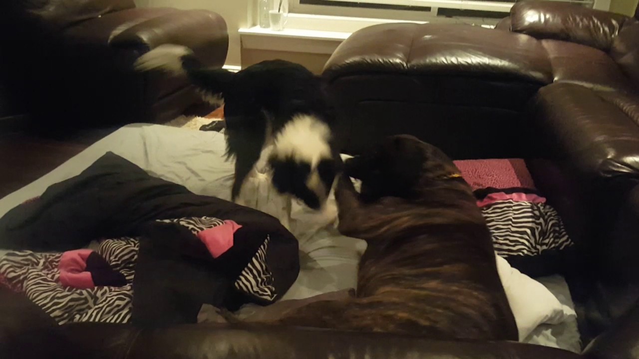 Border Collie vs Bull mastiff play fight who will win? - YouTube