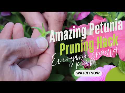Amazing Petunia Pruning Hack Everyone Should Know