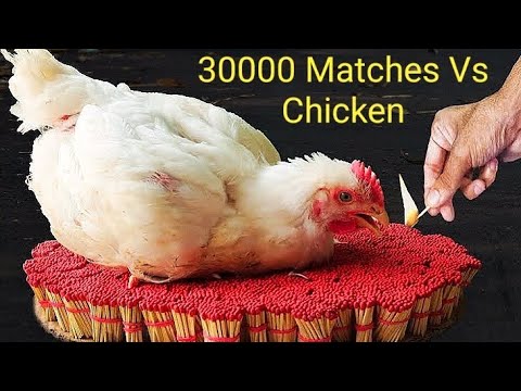 Experiment Match Vs Chicken 30000 Safty Matches Fire - YouTube