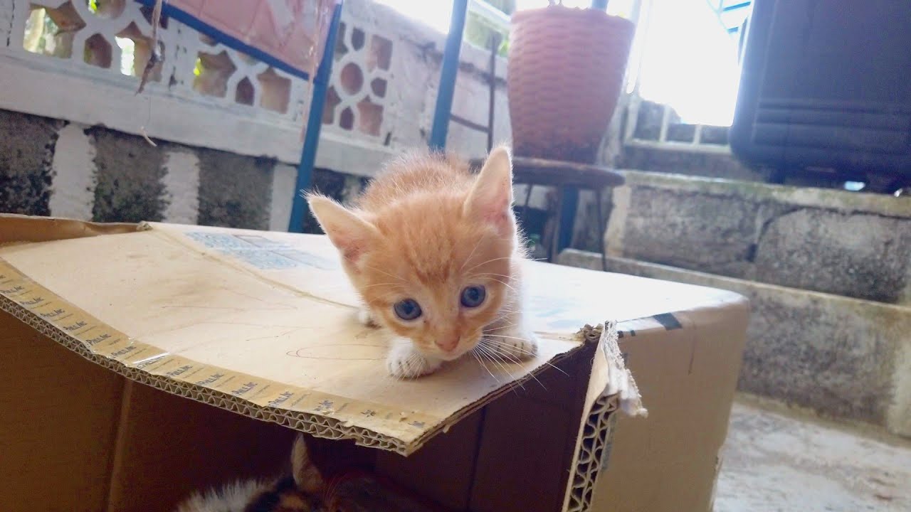 Kittens running around - YouTube
