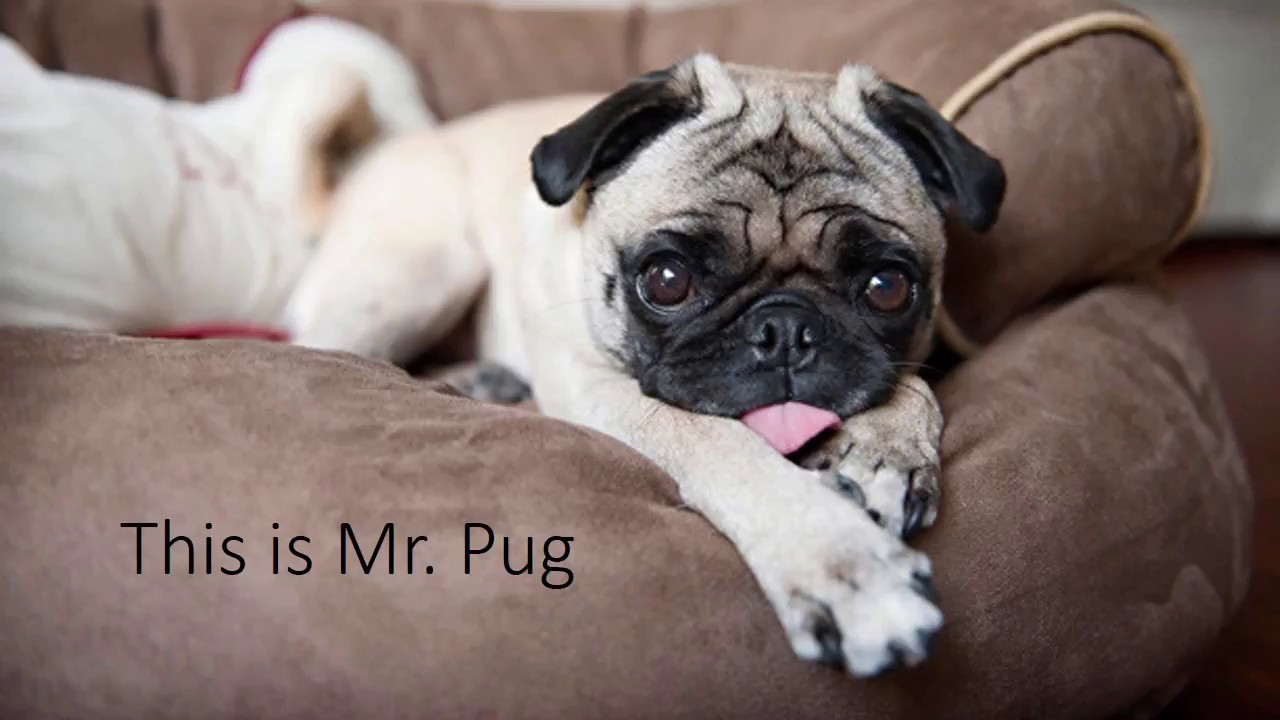Pug Life - YouTube
