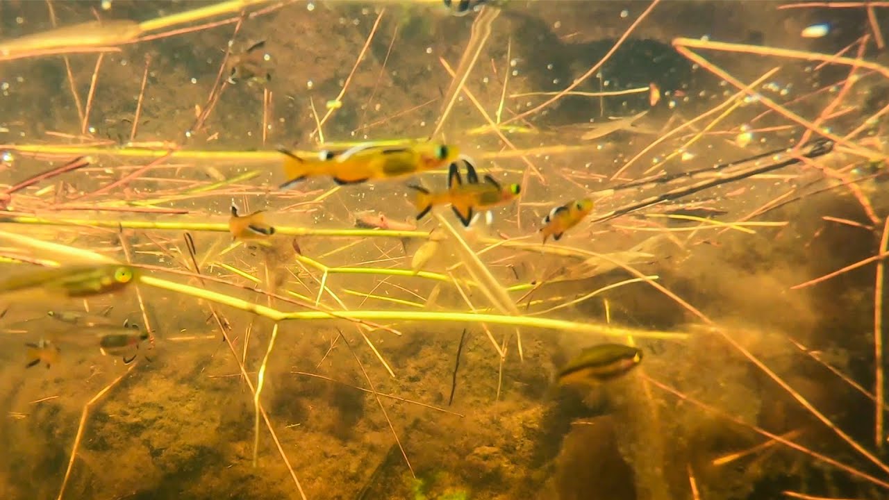 Honey blue-eye Pseudomugil mellis in their Wild Biotope. - YouTube