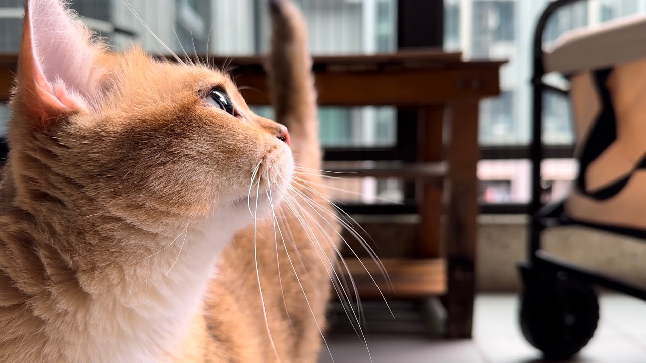 Cat had a brain fart - YouTube