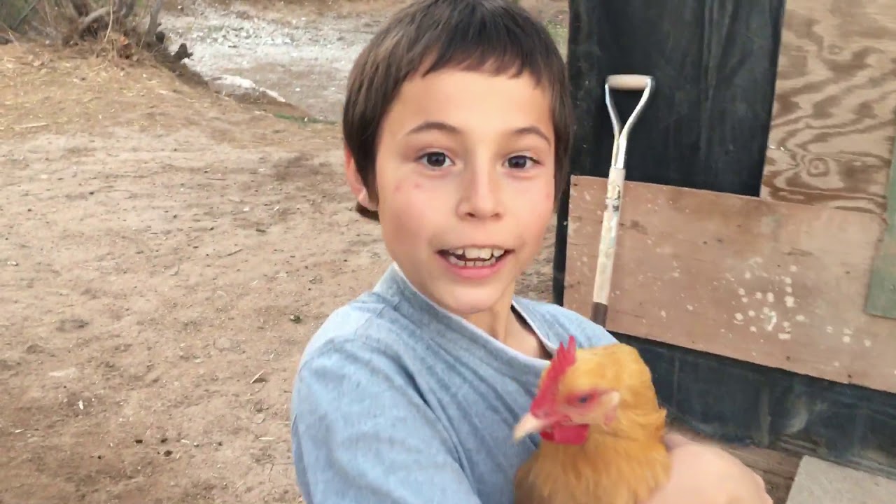 Chicks First time outside. - YouTube