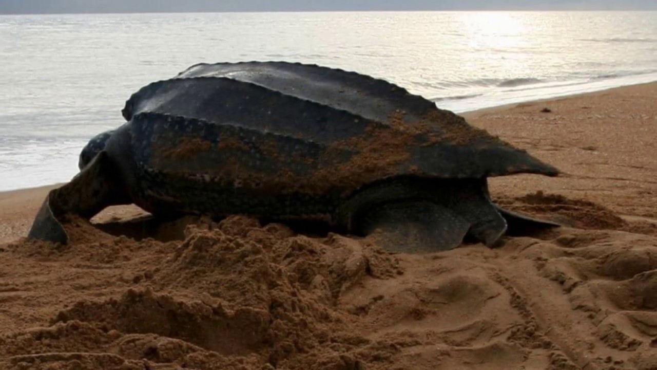 leatherback sea turtle ,luth, largest of all living turtles, heavy ...