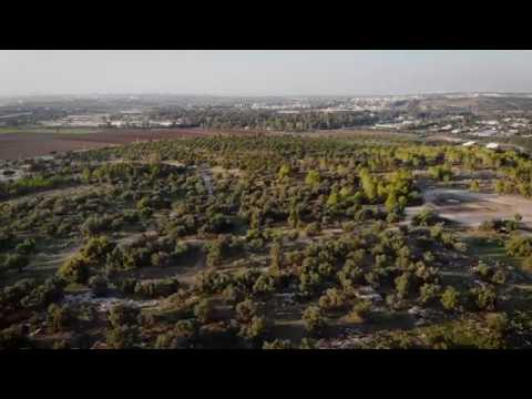 Tel Hadid - Israel - YouTube