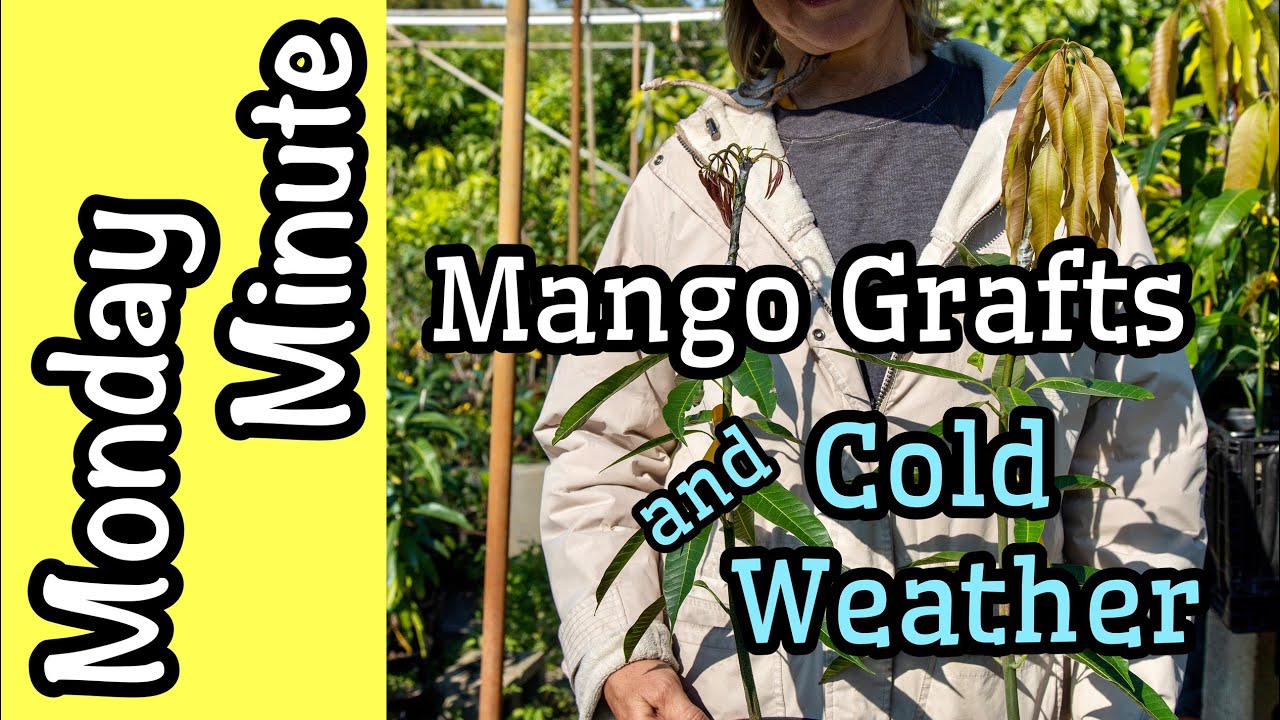 Monday Minute- Mango Grafts and Cold Weather - YouTube