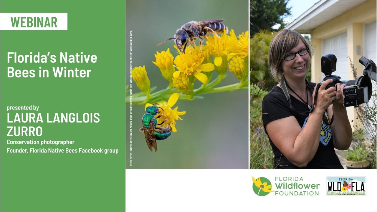 Florida’s Native Bees in Winter - YouTube