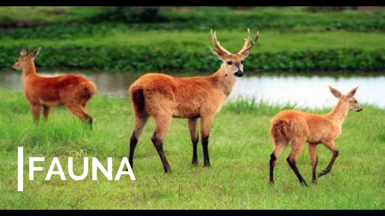 Sabana de Palmeras - YouTube