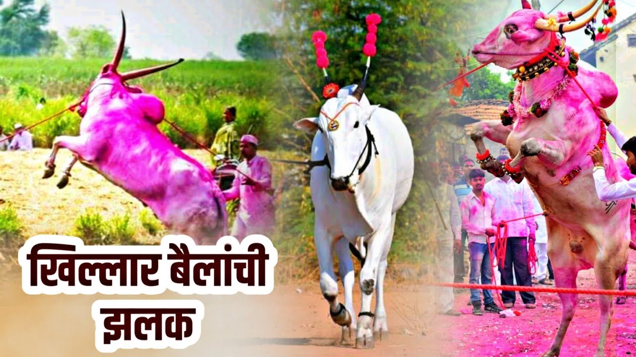 खिल्लार बैलांची झलक | नक्कीच बघा | खिल्लार बैल शान महाराष्ट्राची ...