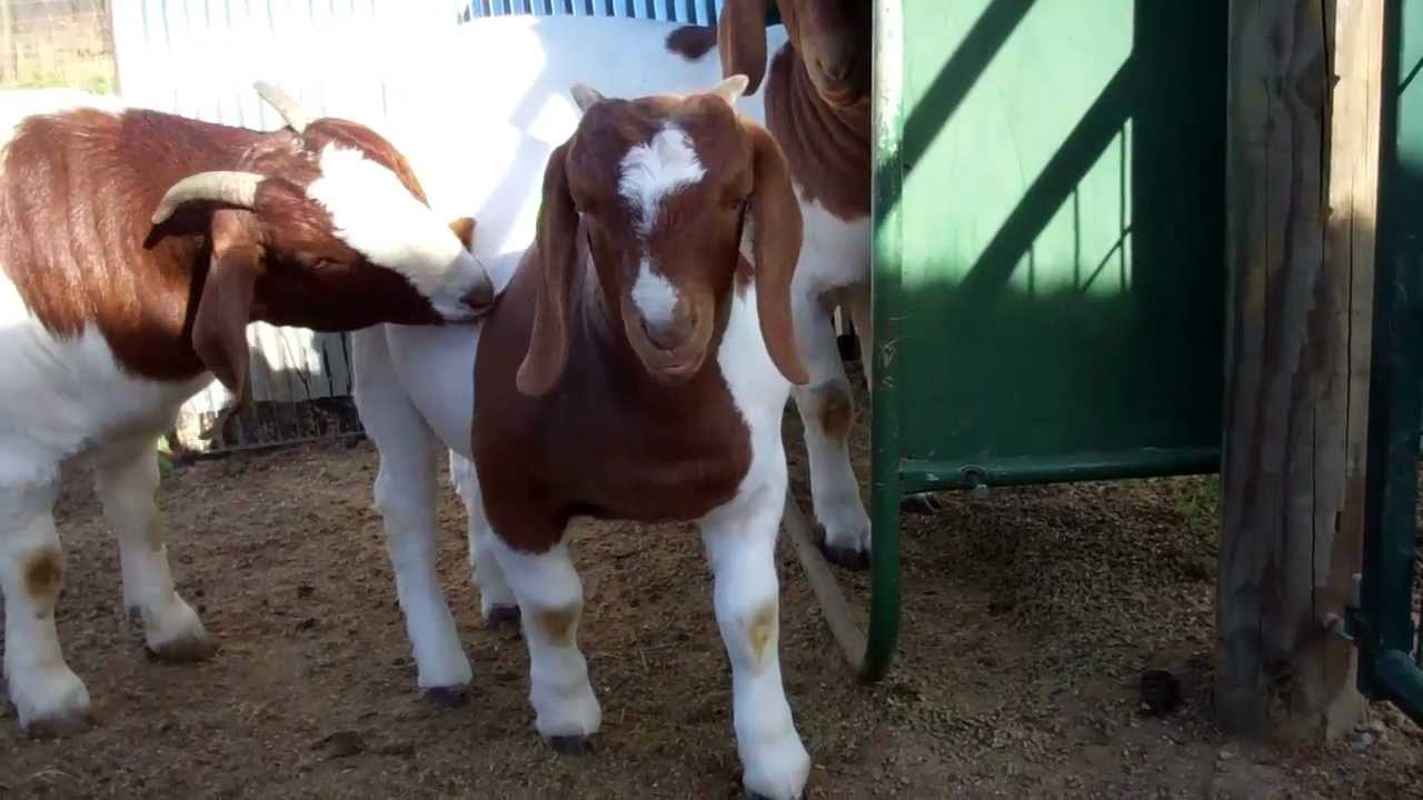 3 month old show doe - YouTube