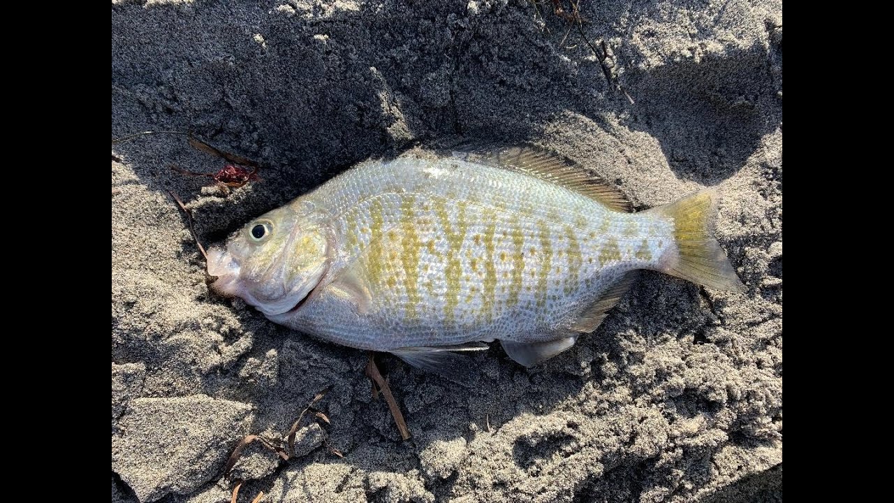 Surf fishing San Diego surf perch - YouTube