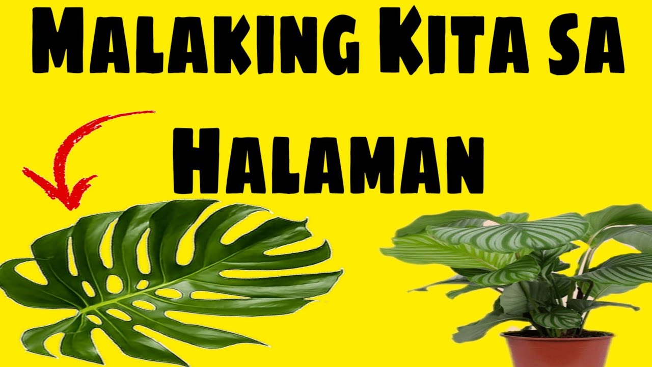 May Pera sa Halaman Part 2 - YouTube