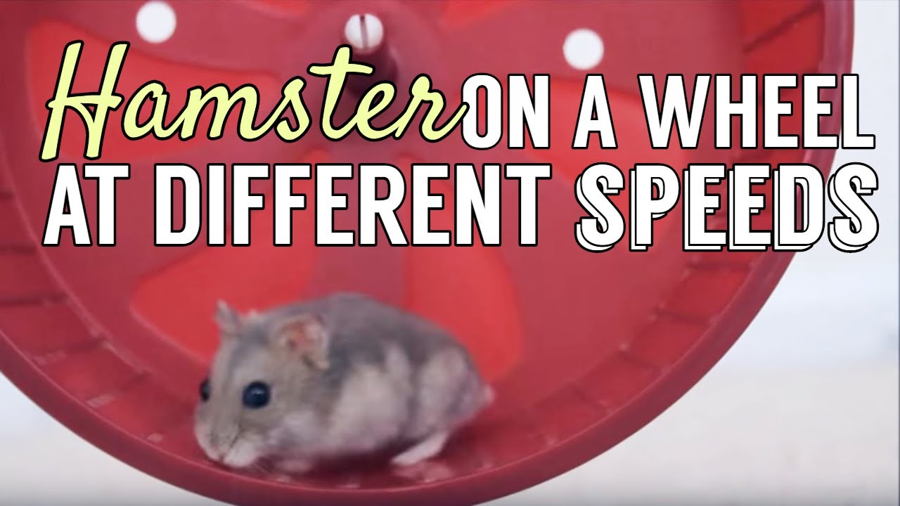 Hamster Running Wheel at Different Speeds - YouTube