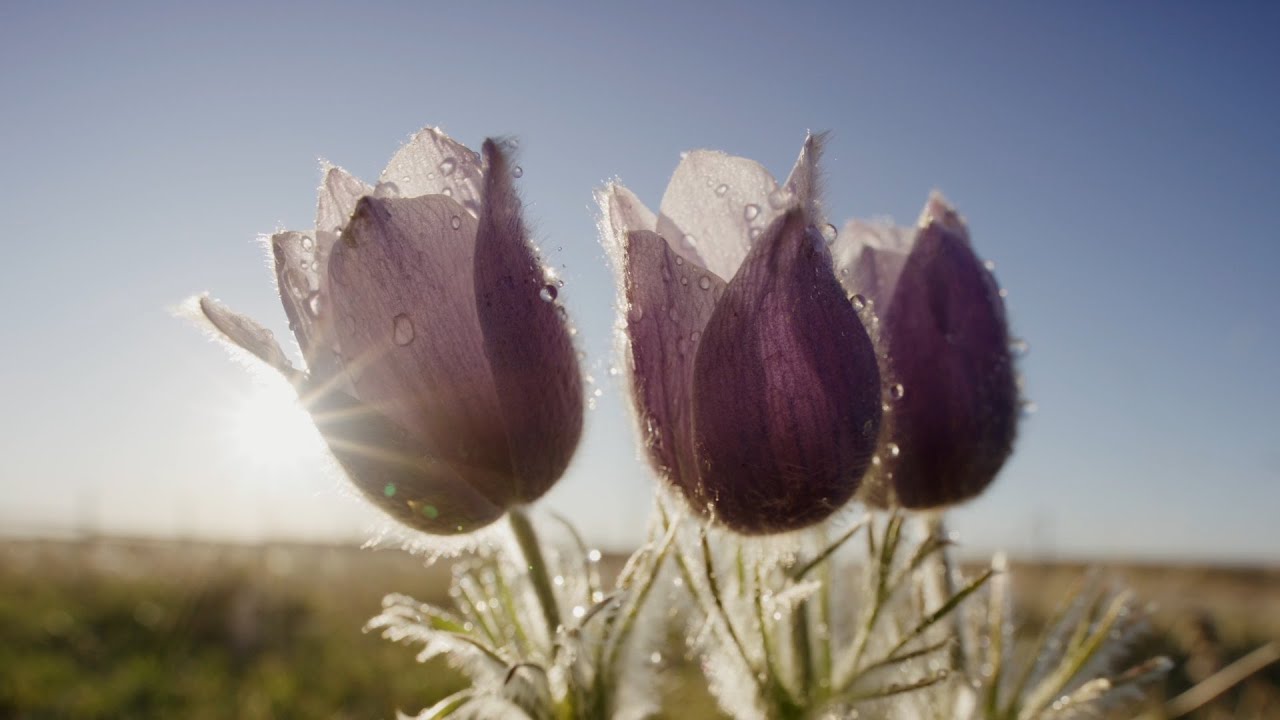 Spring in the prairies is breathtaking | #HelloSpringCBC - YouTube