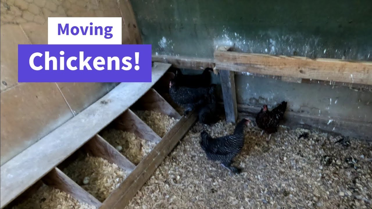 Moving Chickens! - YouTube