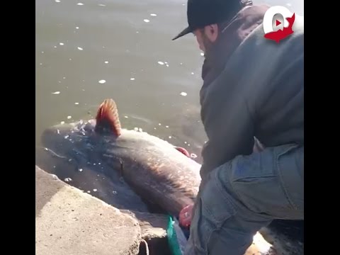 Almanya'dan Büyük Yayın Balığı