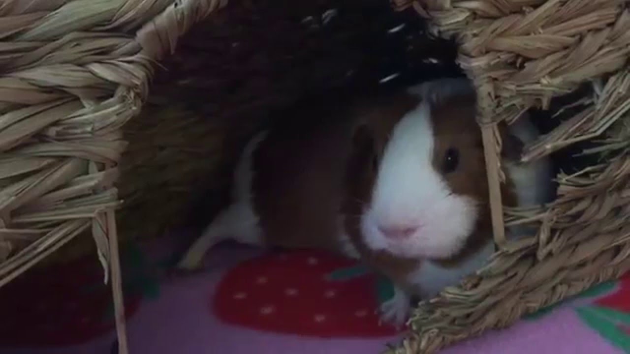Guinea pig Muffins stretch - YouTube