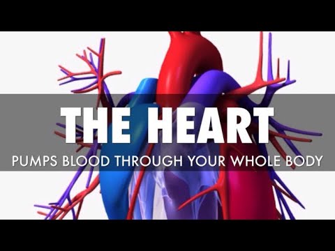 10 Fascinating Facts About the Heart | Must-Know Heart Health Info ...