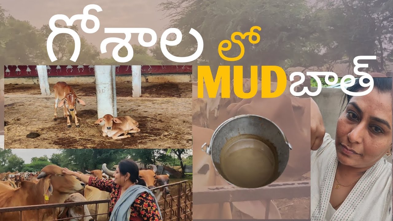 Goshala lo MUDBATH || MudBath Challenge|| Cow Awerness || Sreelatha ...