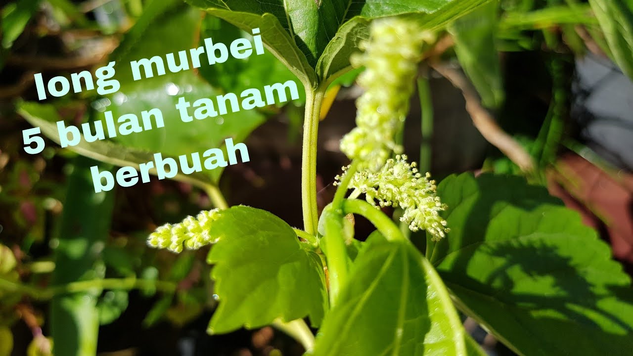 Long murbei cepat berbuah - YouTube