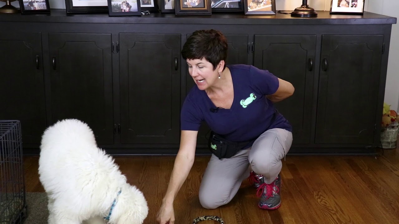 Teach Your Dog to Lie Down Using Luring - YouTube
