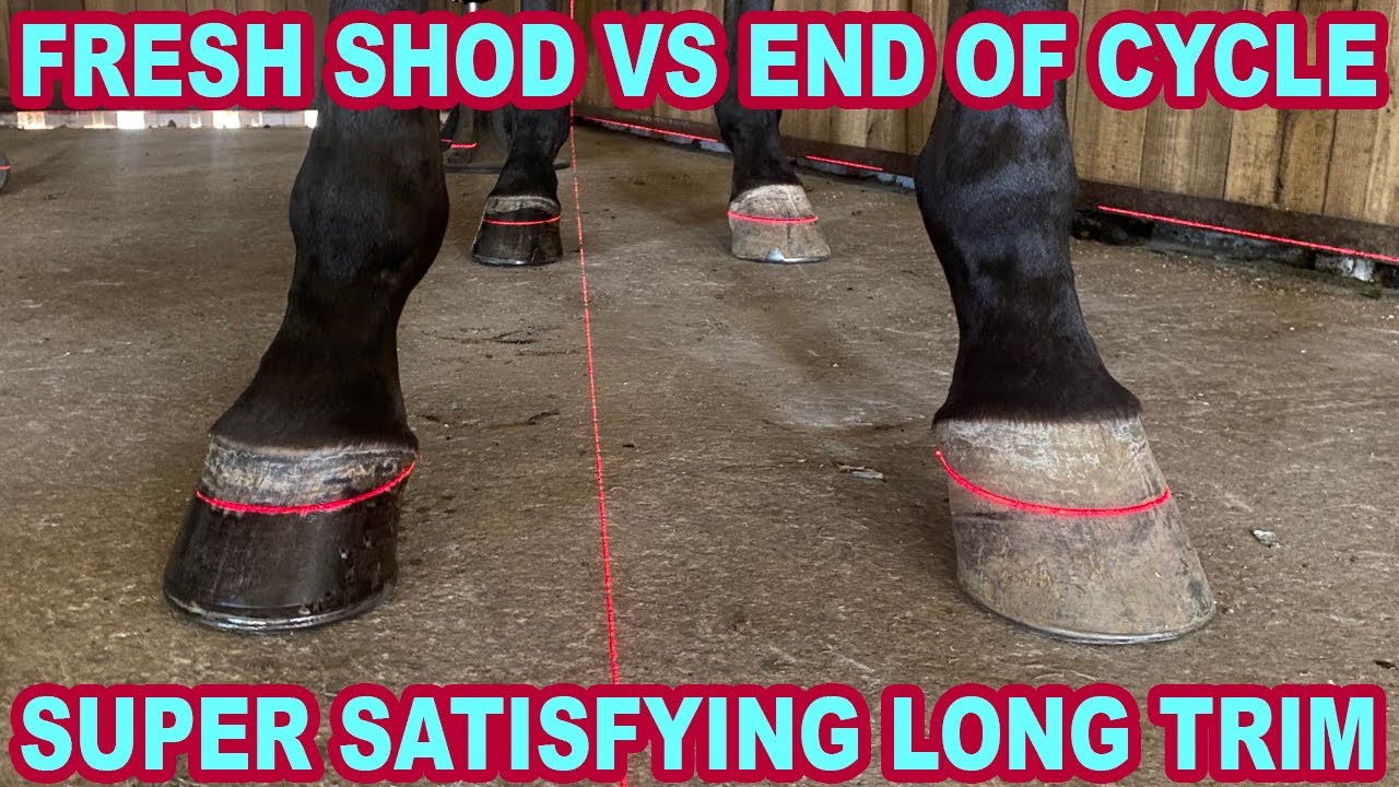 CAN YOU SEE THE DIFFERENCE? Fresh Shod VS Overdue - YouTube