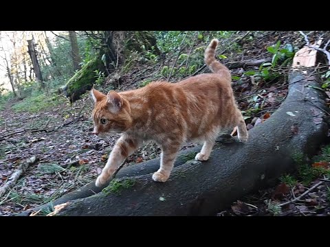 Danny inspects the woodland after storm Goretti #orangecat #gingercat #cornwall